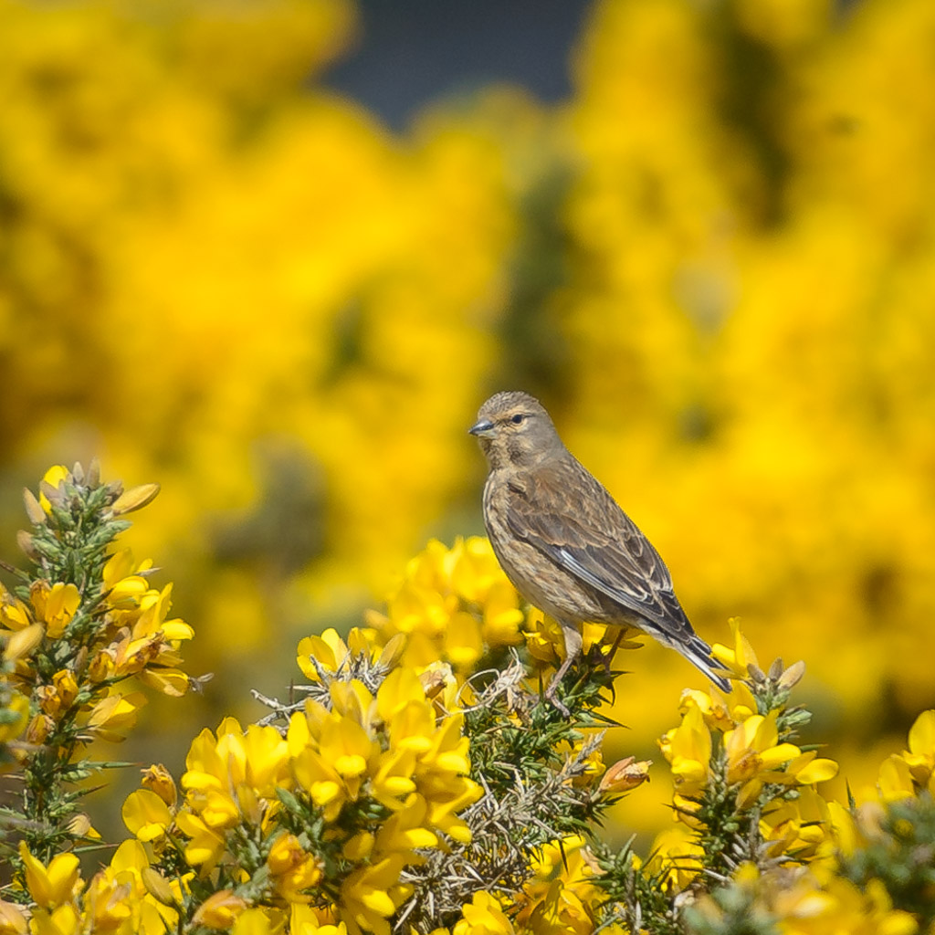 Female Linnet | John McNairn Images